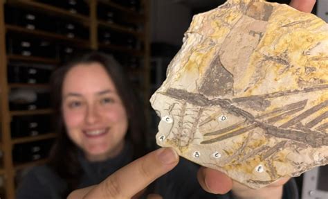 296 Million Year Old Fossil Found In Brazil Reveals Plant Spores Hidden Since Before Dinosaurs