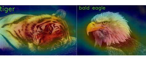 Pytorch Class Activation Map Using Custom Trained Model