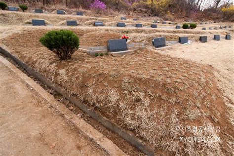 용미리 제1공원묘지 400구역 조성묘 김님 묘소에 잔디를 새로 입힌 후의 모습입니다 시공사례 묘지조경공사닷컴 벽제묘지 용미리묘지 전문