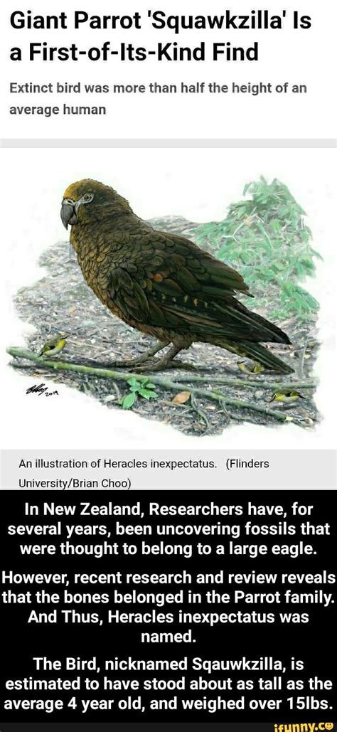 Giant Parrot Squawkzilla Is A First Of Its Kind Find Extinct Bird Was