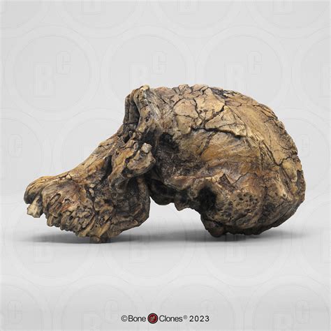 Australopithecus Anamensis Cranium Bone Clones Osteological