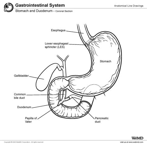 Pathology Outlines Normal Anatomy