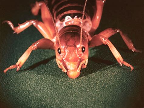 Potato Bug California Bite