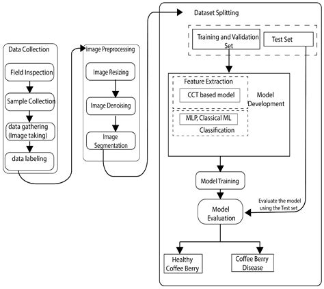 A Hybrid Compact Convolutional Transformer With Bilateral Filtering For Coffee Berry Disease