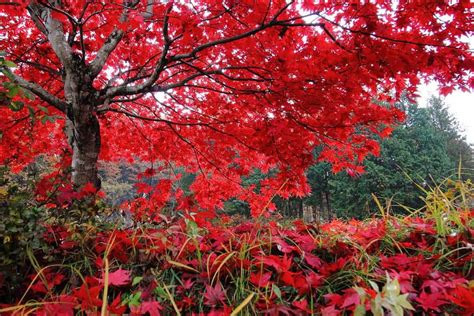 What Trees Leaves Turn Red In The Fall Chicago Land Gardening