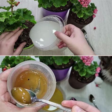 Два ЗИМНИ ЕЛИКСИРА за мушкатото Ще цъфти и още как Ето как да му се радвате и през зимата