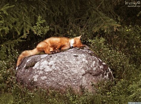 Лиса спит на тёплом камне — Картинки для аватара