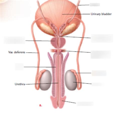 Diagram Of Male Reproductive System Anterior View Quizlet