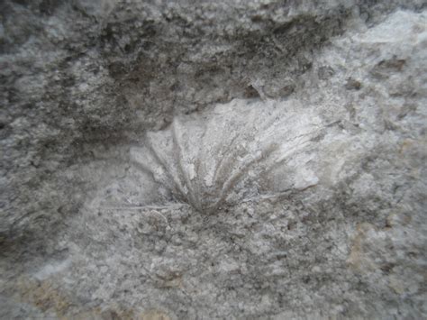 Brachiopod Uk Fossil Collecting