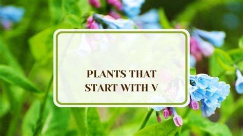 8 Plants That Start With V Very Pretty Plants For You Plant America