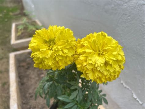 Shahrukh Saifi On Linkedin Good Afternoon Everyone I Found These Two