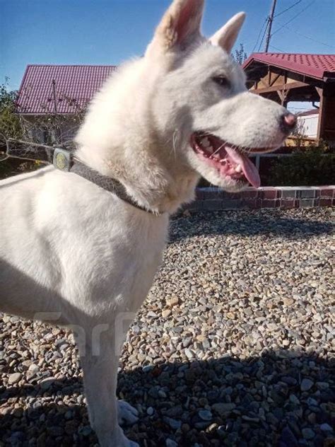 Продам американскую акиту в наличии Цена 1 000₽ во Владивостоке