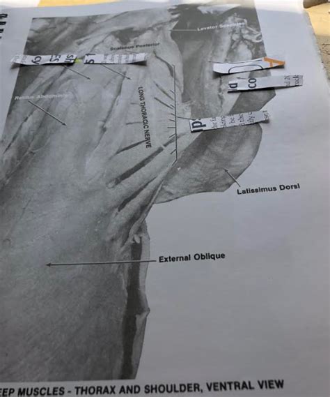 Cat Dissection 9 Diagram Quizlet