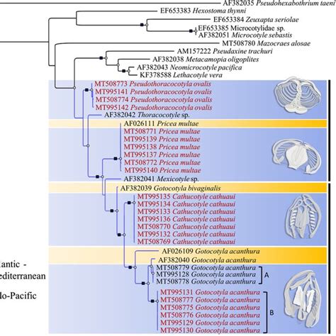 Phylogenetic Analysis By Maximum Likelihood And Bayesian Inference Download Scientific Diagram
