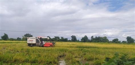 တောင်ငူမြို့နယ်ဘုရားနှစ်ဆူရွာတွင် နွေစပါးများစတင်ရိတ်သိမ်း Consumer