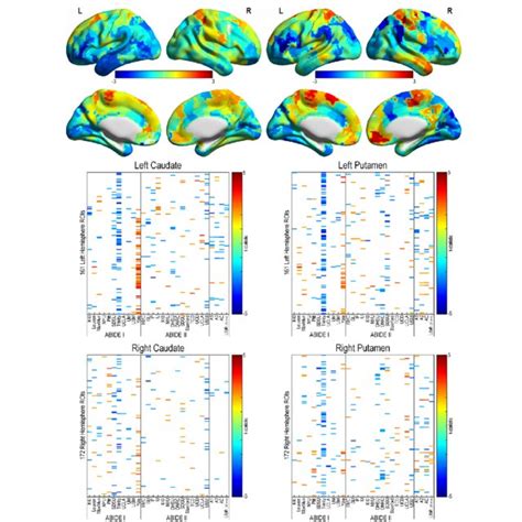 Abide Resting State Functional Connectivity Distribution Of