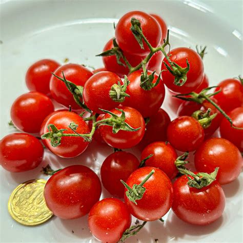 Semilla De Tomate Tenca Rojo 20s Huerta Familiar