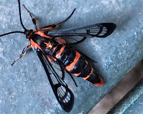 Clearwing Moths Plume Moths And Scoopwing Moths Of Columbia County