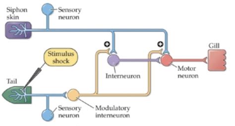 Biol 126 Quiz Mc Flashcards Quizlet