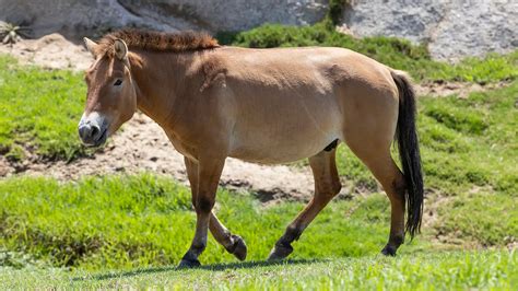 El Primer Caballo De Przewalski Especie En Peligro De Extinción