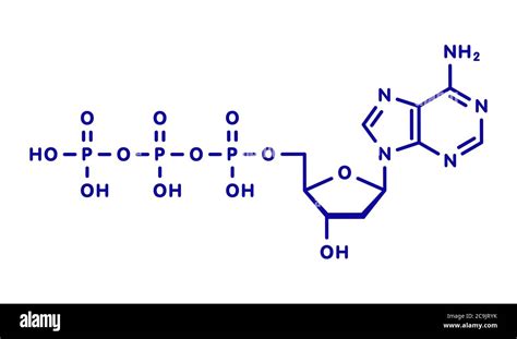 Deoxyadenosine Triphosphate Datp Nucleotide Molecule Dna Building