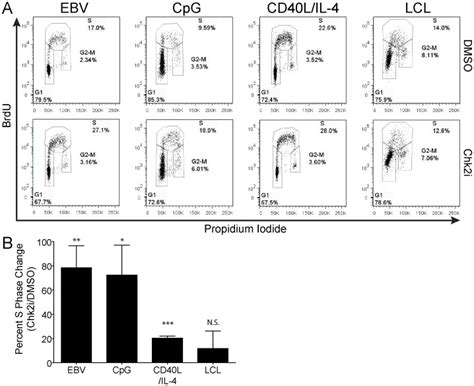 A Cell Cycle Profile Of Ebv Infected Or Mitogen Induced Proliferating