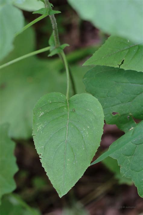ウシタキソウ 牛滝草