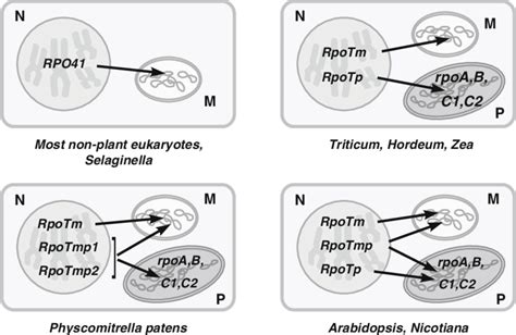 2 Localization Of Nuclear Genes Encoding Organellar Phage Type Rna Download Scientific Diagram
