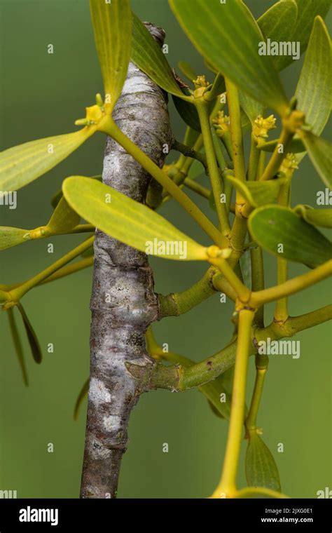 Mistletoe Viscum Album A Hemiparasite Haustoria Entering Host Plant
