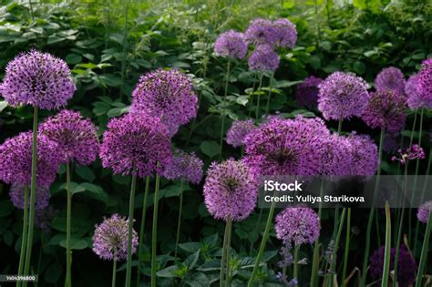 보라색 자이언트 양파 피는 것 알륨 장식용 양파의 필드 꽃이 만발한 알리움 꽃의 공은 거의 없습니다 원예의 개념 구근 식물의 재배 0명에 대한 스톡 사진 및 기타 이미지