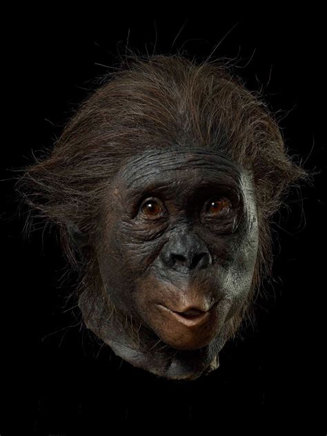 15 Australopithecus Africanus Ideas Hominid Human Evolution Prehistoric