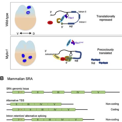 RNA Processing Facilitates Dual Function Of CncRNAs Download Scientific Diagram