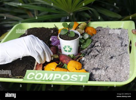 The Women Ready To Compost And Composted Soil Cycle As A Composting Pile Of Rotting Kitchen
