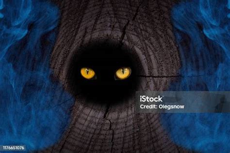 가장자리 주위에 숲 나무 푸른 안개의 둥근 중공에 야생 짐승의 오렌지 눈 반짝 검은색에 대한 스톡 사진 및 기타 이미지 검은