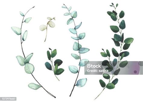 수채화 손 그린 녹색 유칼립투스 가지 세트 벡터 격리 꽃 일러스트 컬렉션 개체 그룹에 대한 스톡 벡터 아트 및 기타 이미지