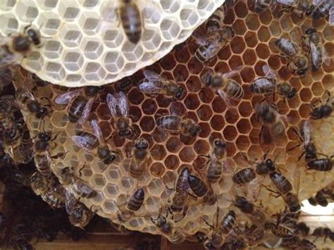 Beemonitoringtechnology Urbanbeelab