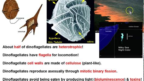 Microalgae Diatoms And Dinoflagellates Youtube