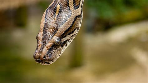 How To Choose The Best Python Package Management Tool The New Stack