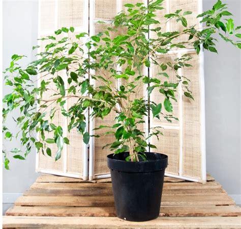 قیمت گیاه بنجامین بلک، سبز، طلایی و ابلق