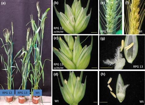 Identification Of Genes Involved In Male Sterility In Wheat Triticum Aestivum L Which Could Identification Of Genes Involved In Male Sterility In Wheat Triticum Aestivum L Which Could