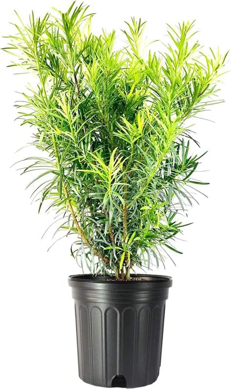 Podocarpus Macrophyllus 1 Extra Large 3 Gallon Plant