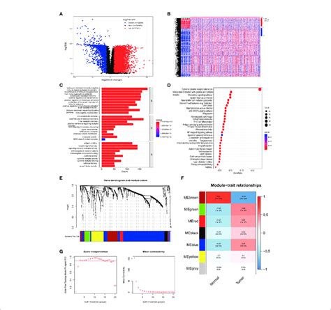Screening And Functional Enrichment Analysis Of Immune Related
