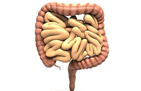 人体90 的疾病与肠道有关！提高肠道免疫力很有必要，远离疾病困扰 凤凰网