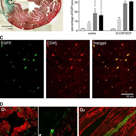 G Csfgcsfr Expression In The Myocardium A G Csfr Expression 1 D 1 Download Scientific