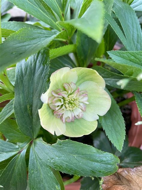 Yahoo オークション 【花付き 開花株】クリスマスローズ グリーンホ