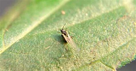 Root Aphid