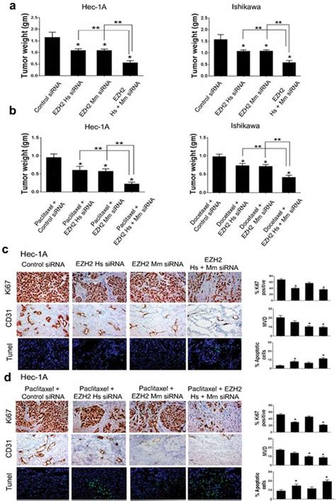 Clinical And Biological Significance Of Ezh2 Expression In Endometrial Cancer Pmc