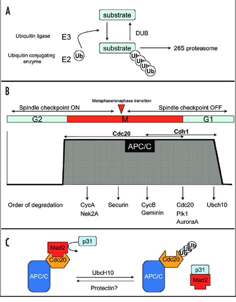 The Anaphase Promoting Complex Apc C A The Balance Between Download Scientific Diagram