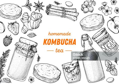 콤부차 스케치를 위한 콤부차 차와 재료 손으로 그린 벡터 그림 콤부차 음료 차 버섯 차 곰팡이 또는 만주 버섯 Kombucha에 대한 스톡 벡터 아트 및 기타 이미지