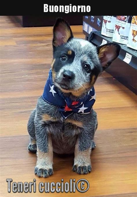 Teneri Cuccioli B U O N G I O R N O